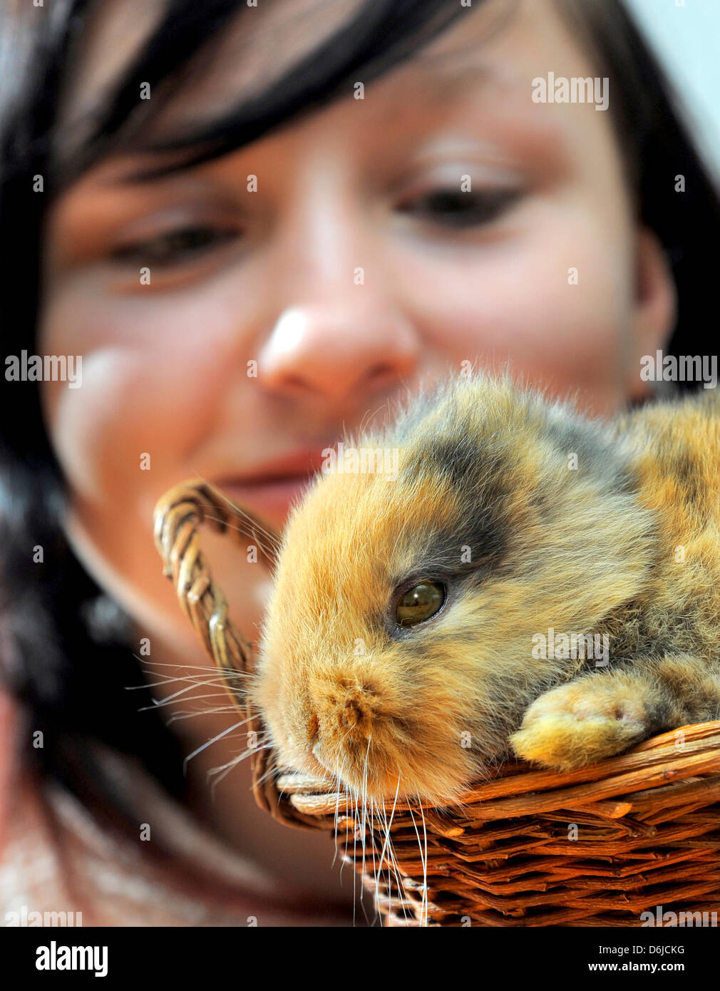 Earless Bunny Stepped On