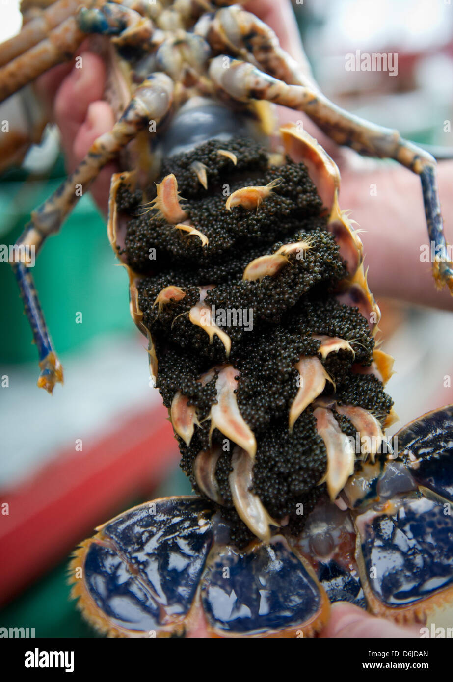 Professor Heinz-Dieter Franke holds a berried female lobster at the ...
