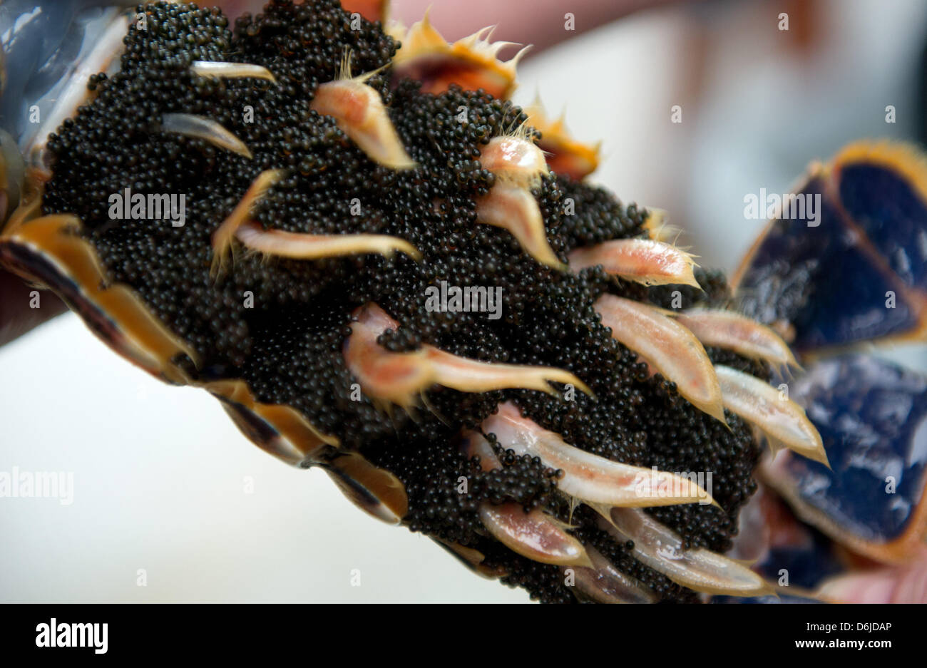 Professor Heinz-Dieter Franke holds a berried female lobster at the ...