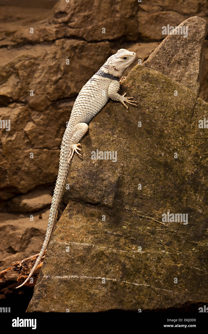 Desert Spiney Lizard Sceloporus magister ssp Stock Photo - Alamy