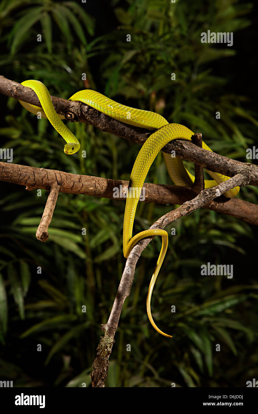 Mamba snake hi-res stock photography and images - Alamy