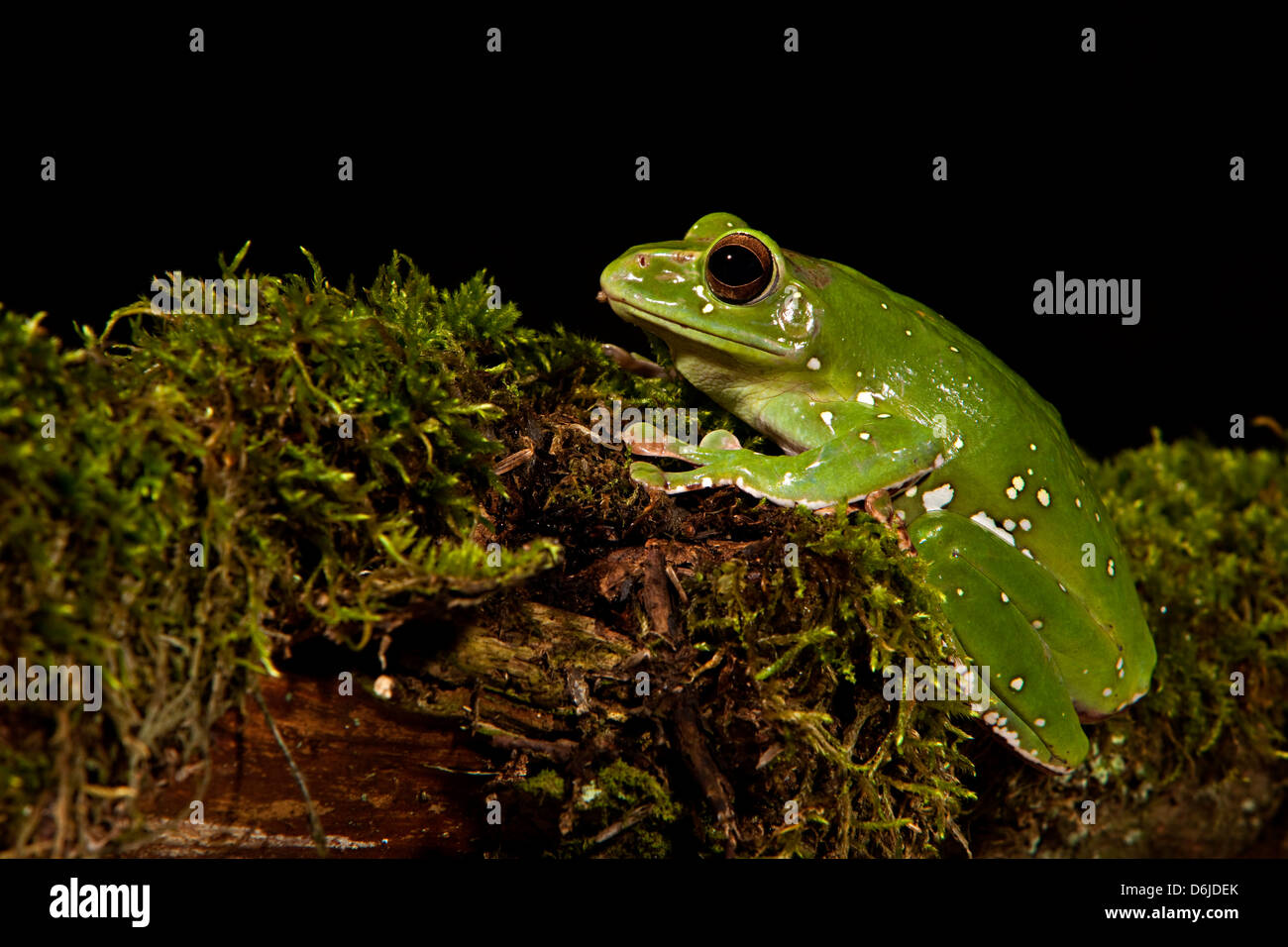 Chinese Gliding Frog Polypedates dennysi ssp Stock Photo - Alamy