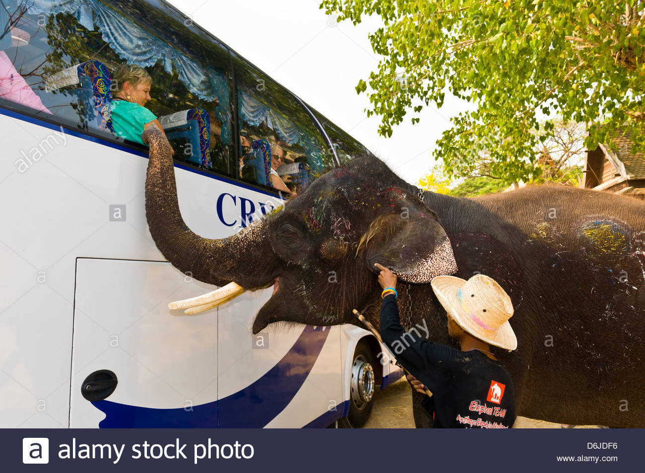 Boals High Resolution Stock Photography and Images - Alamy