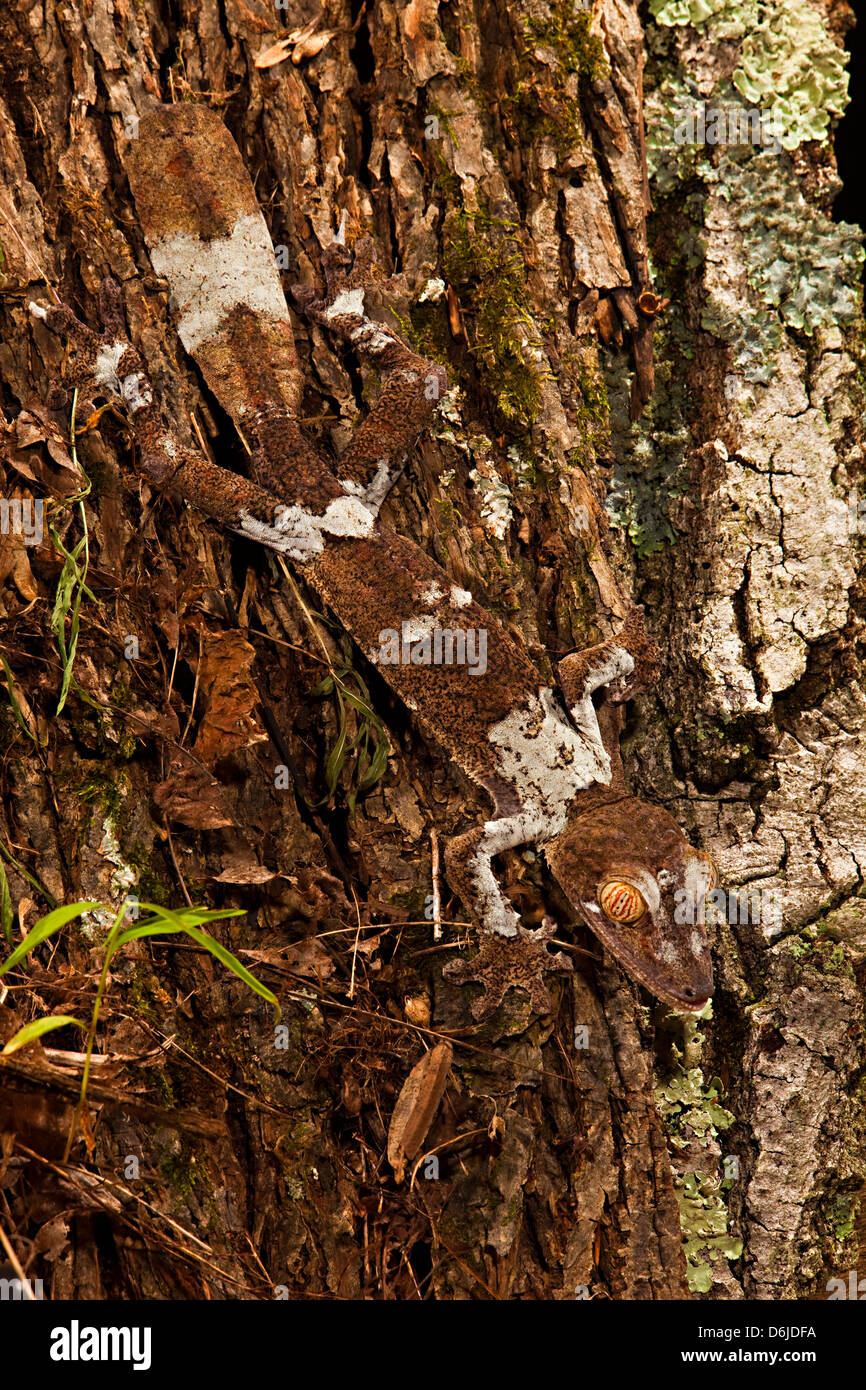 Giant Leaf-tail Gecko Uroplatus fimbriatus Stock Photo - Alamy