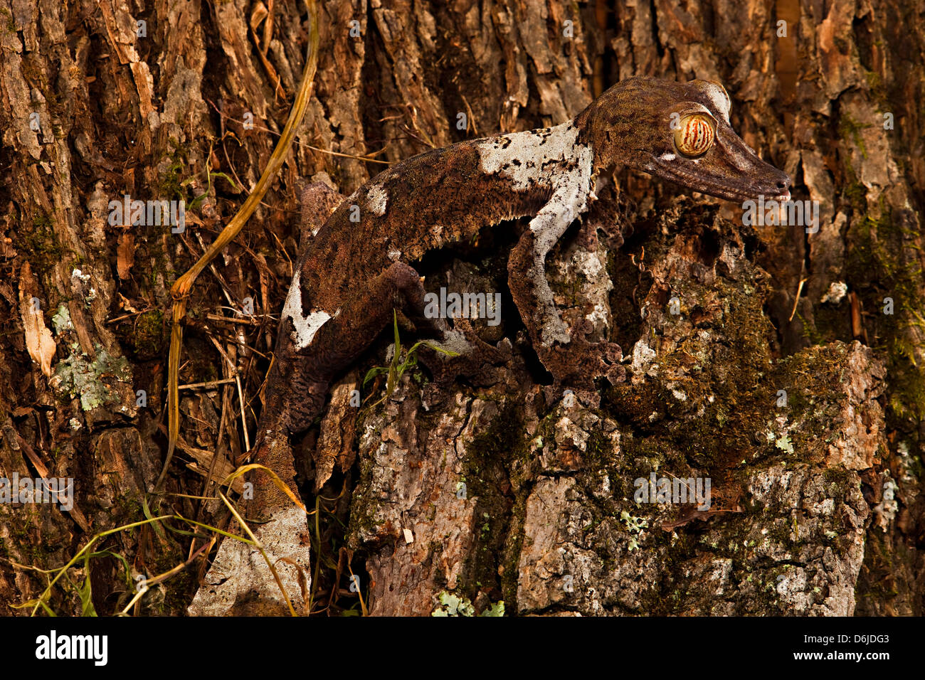 Giant Leaf-tail Gecko Uroplatus fimbriatus Stock Photo - Alamy