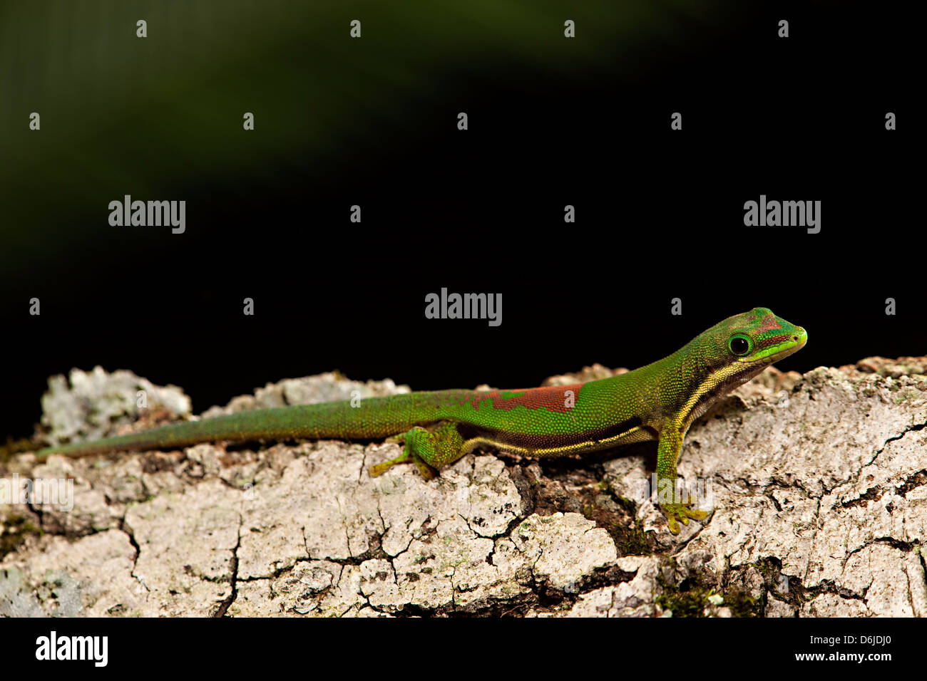 Lined Day Gecko Phelsuma lineata Stock Photo - Alamy