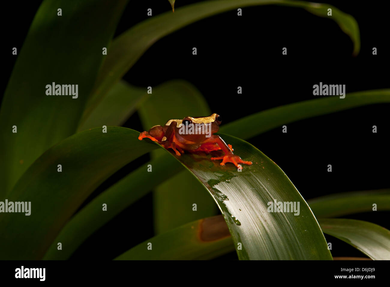 Amazon Clown Tree Frog Hyla leucophyllata Stock Photo - Alamy