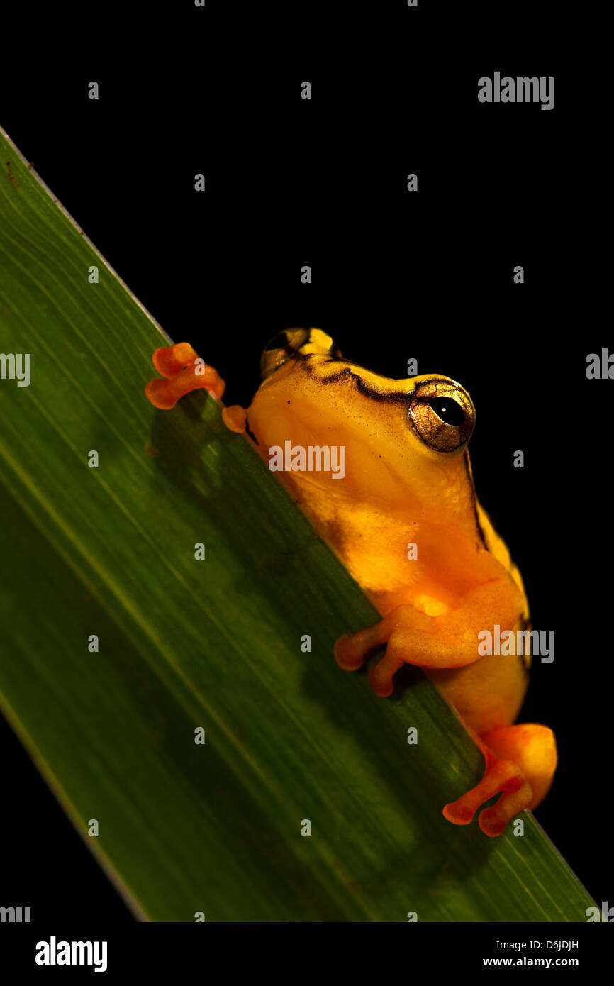 Arrowhead reed frog hyperiolius argus hi-res stock photography and ...