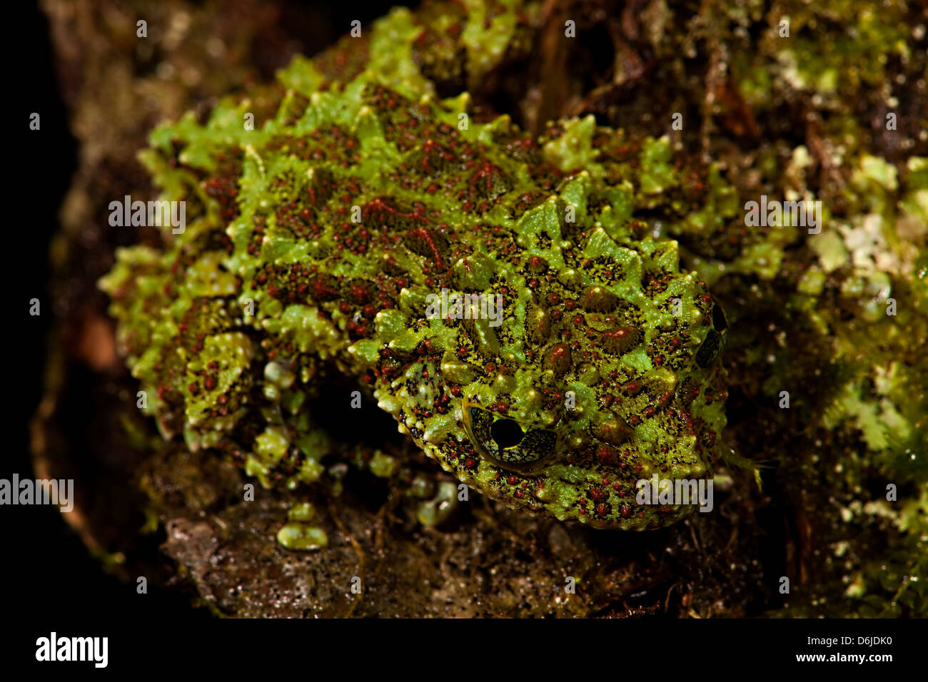 Vietnamese Mossy Frog Theloderma corticale Stock Photo - Alamy