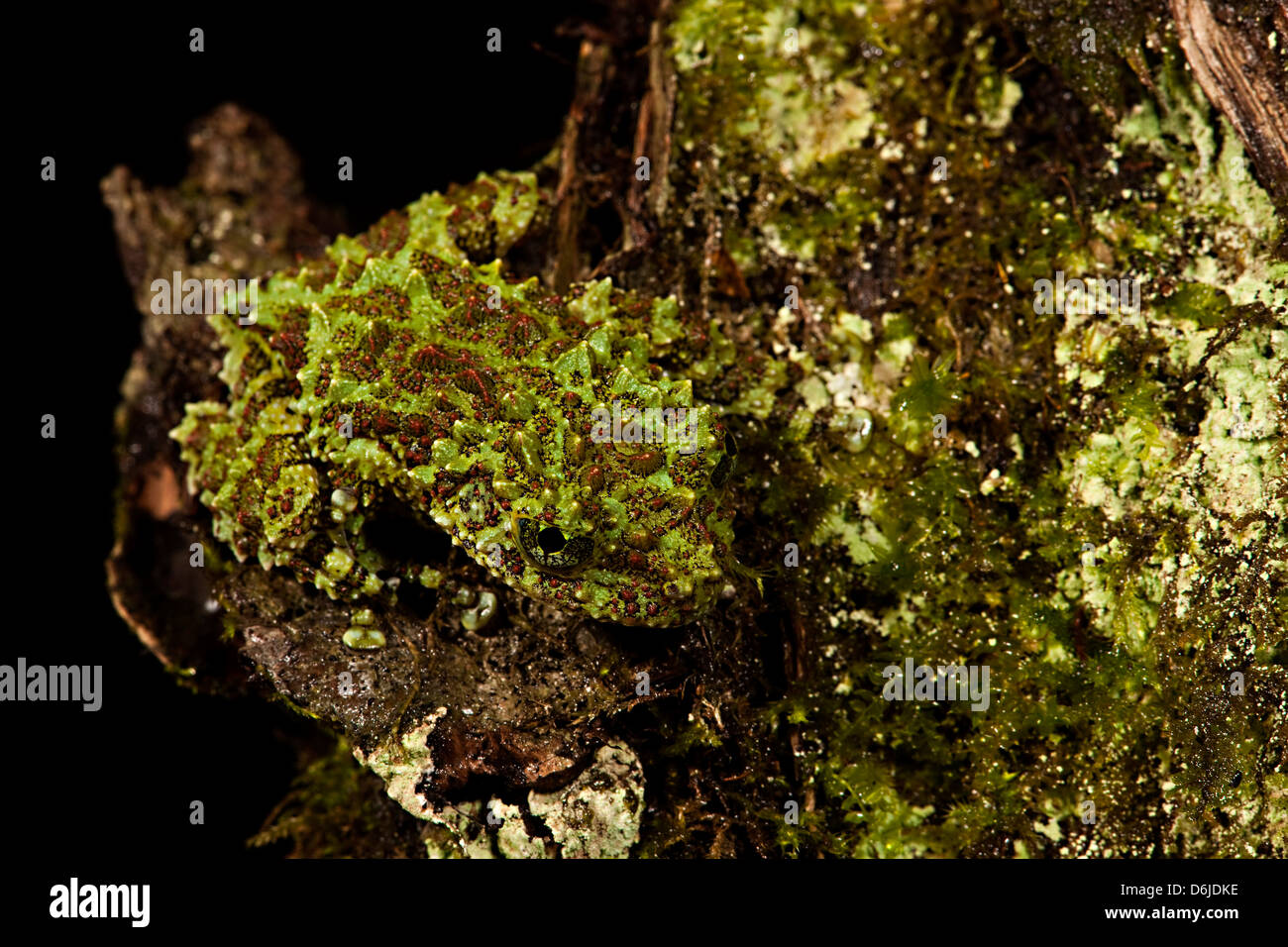 Vietnamese Mossy Frog Theloderma corticale Stock Photo - Alamy