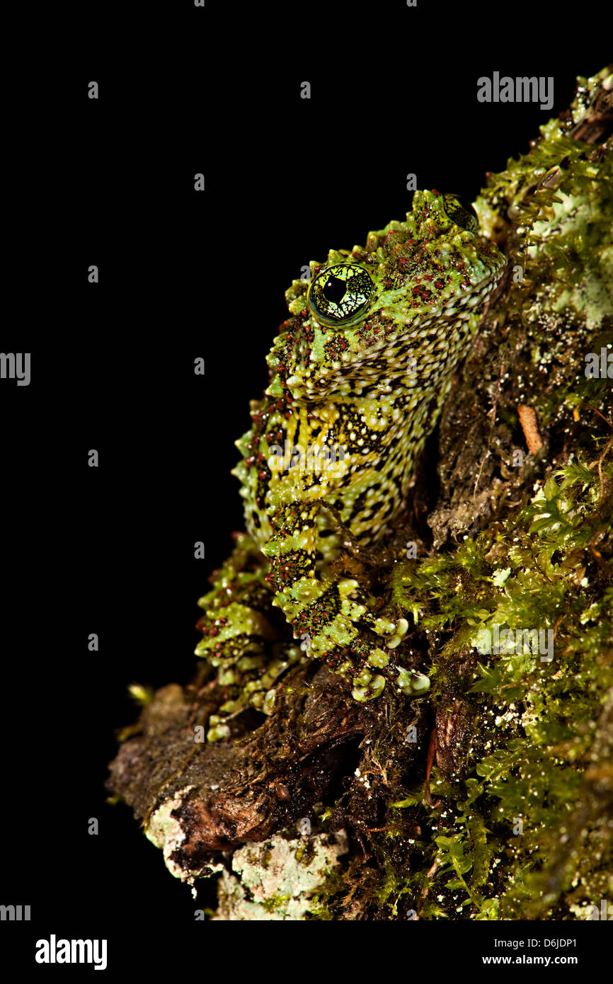 Vietnamese Mossy Frog Theloderma corticale Stock Photo - Alamy