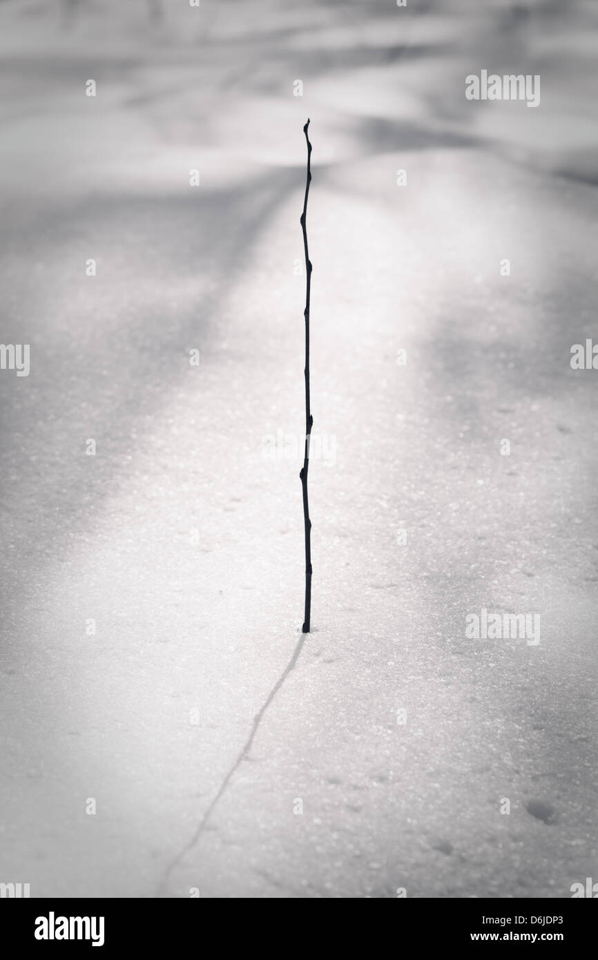 Single sprout under snow Stock Photo - Alamy