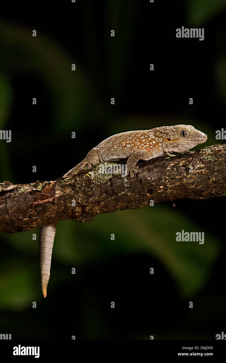 Chameleon Gecko Eurydactylodes agricolae Stock Photo - Alamy