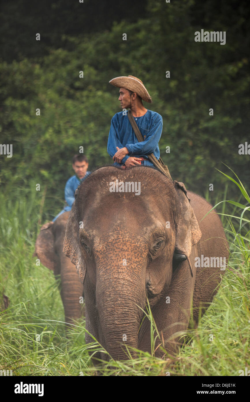 Mammals of southeast asia hi-res stock photography and images - Alamy