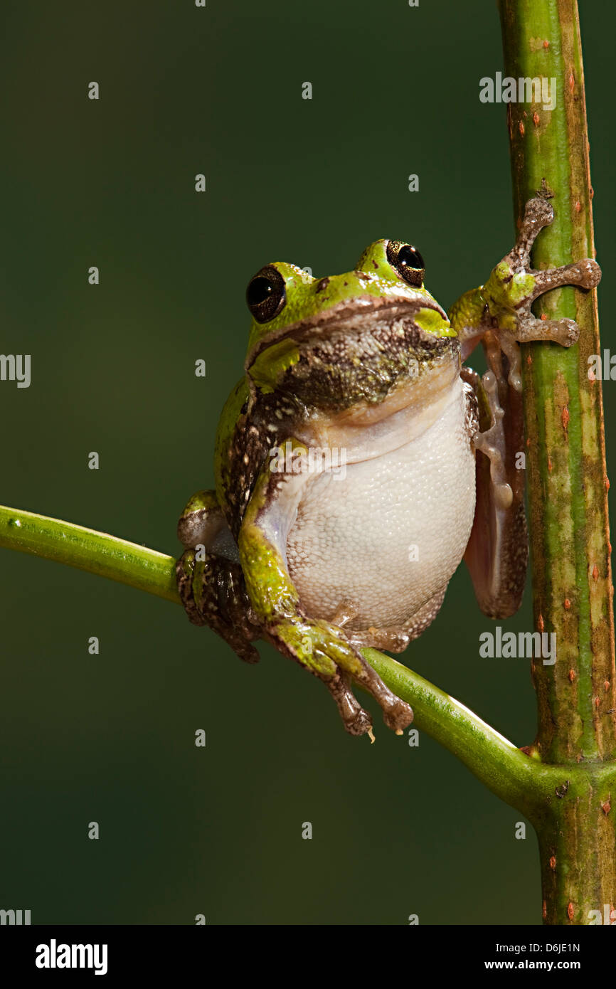 Barking tree frog hi-res stock photography and images - Alamy
