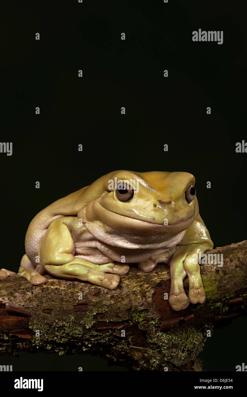 Whites tree frog hi-res stock photography and images - Alamy