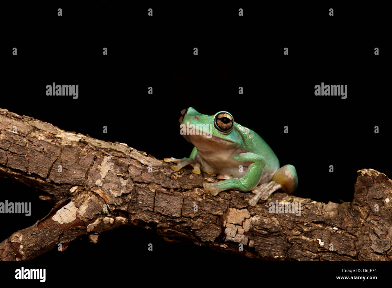 Vietnamese Blue Gliding Frog Polypedates sp Stock Photo - Alamy