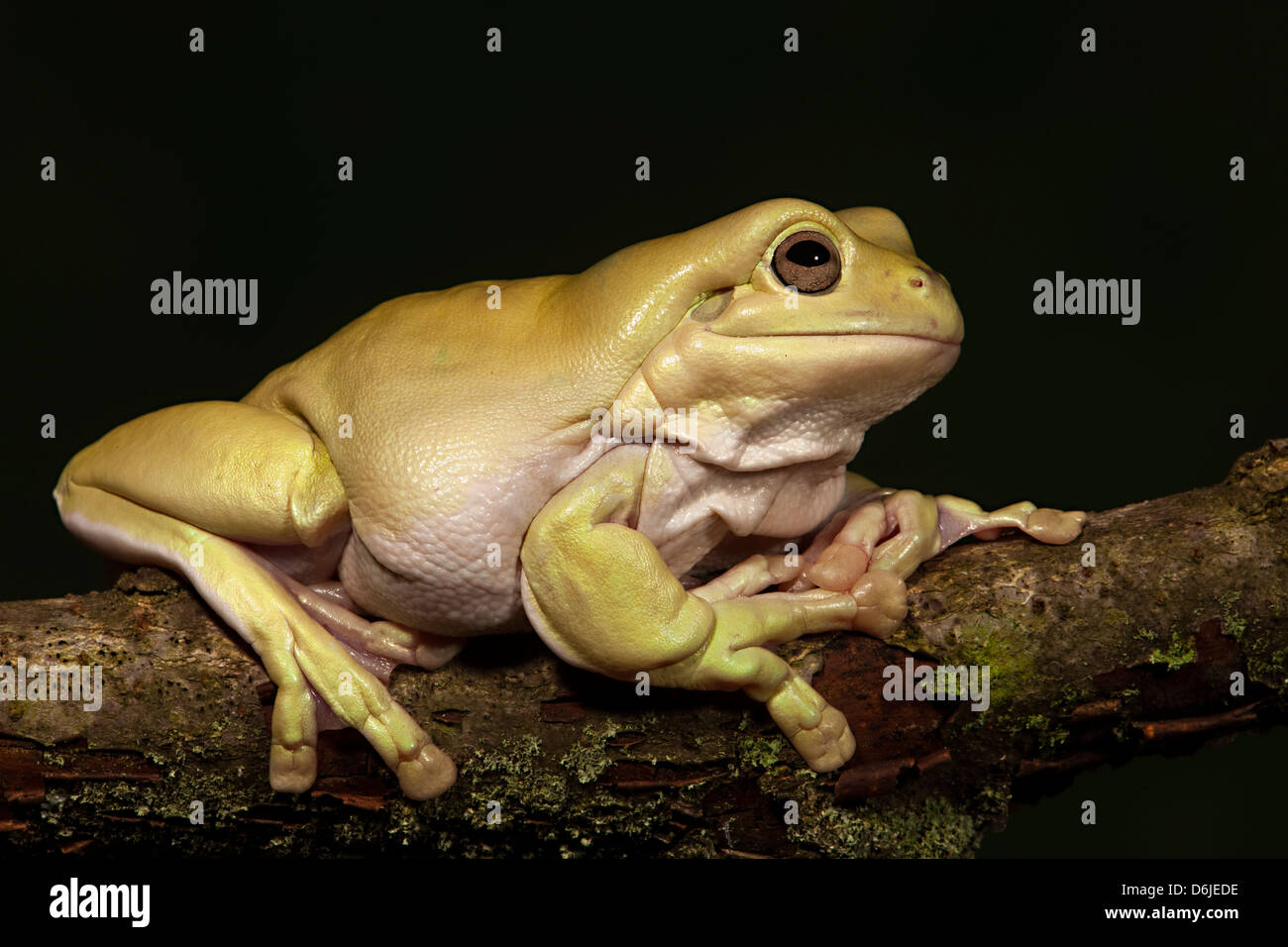 Whites tree frog hi-res stock photography and images - Alamy