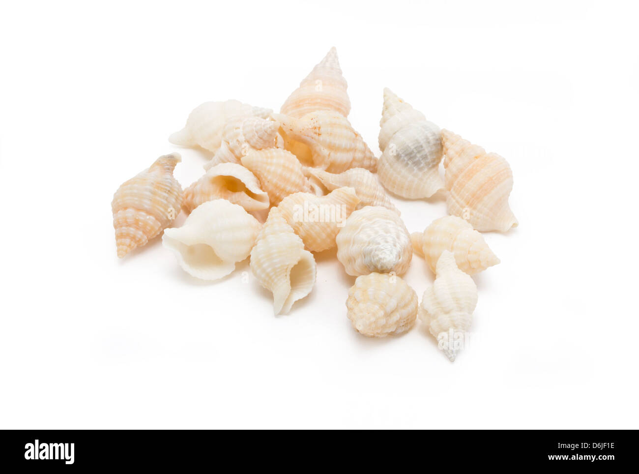 Sea shells isolated on white background Stock Photo - Alamy