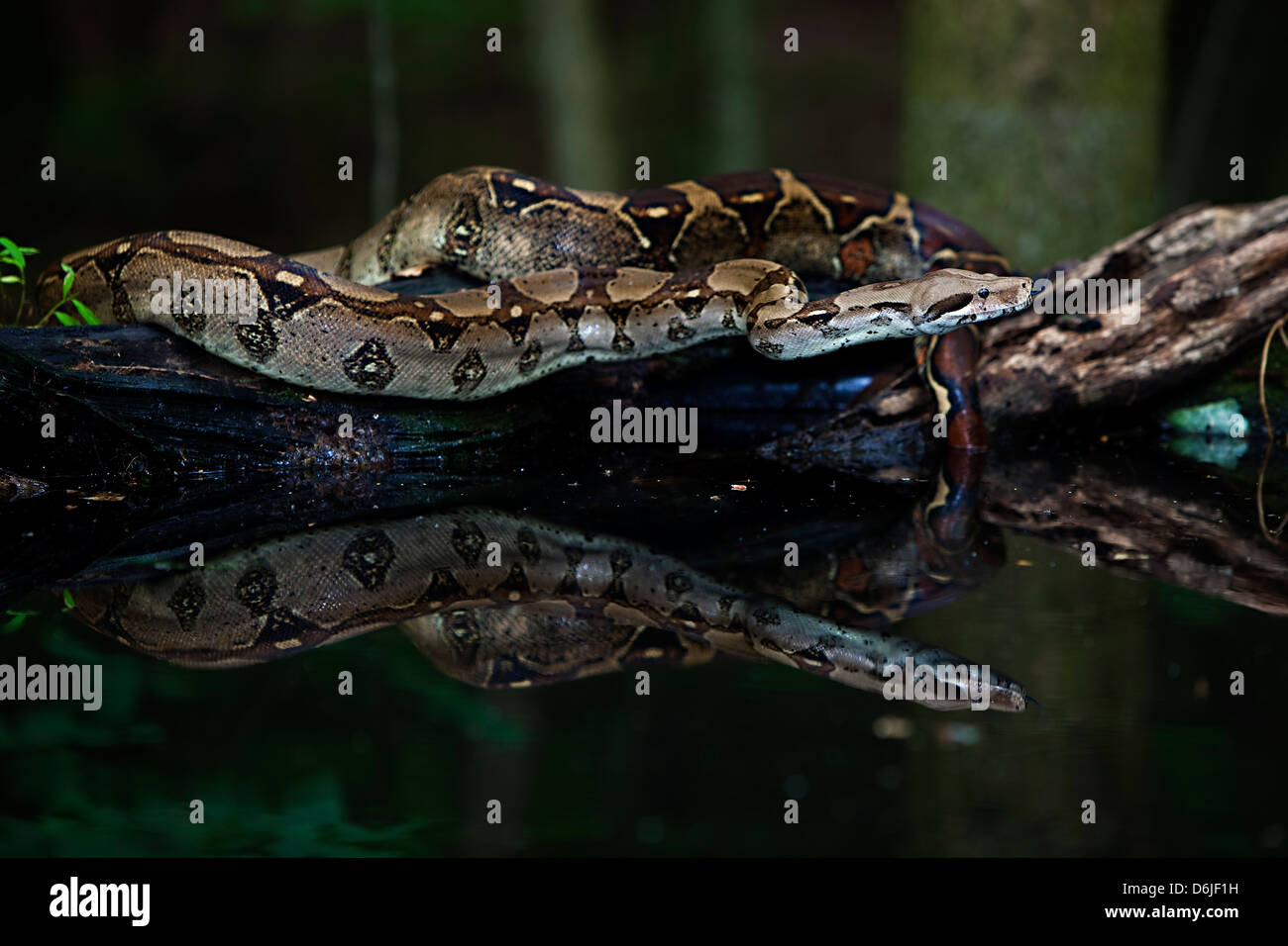 Columbian Red Tail Boa Boa constrictor Snake Stock Photo - Alamy