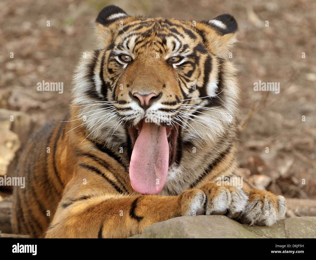 Tiger tongue out in zoo hi-res stock photography and images - Alamy
