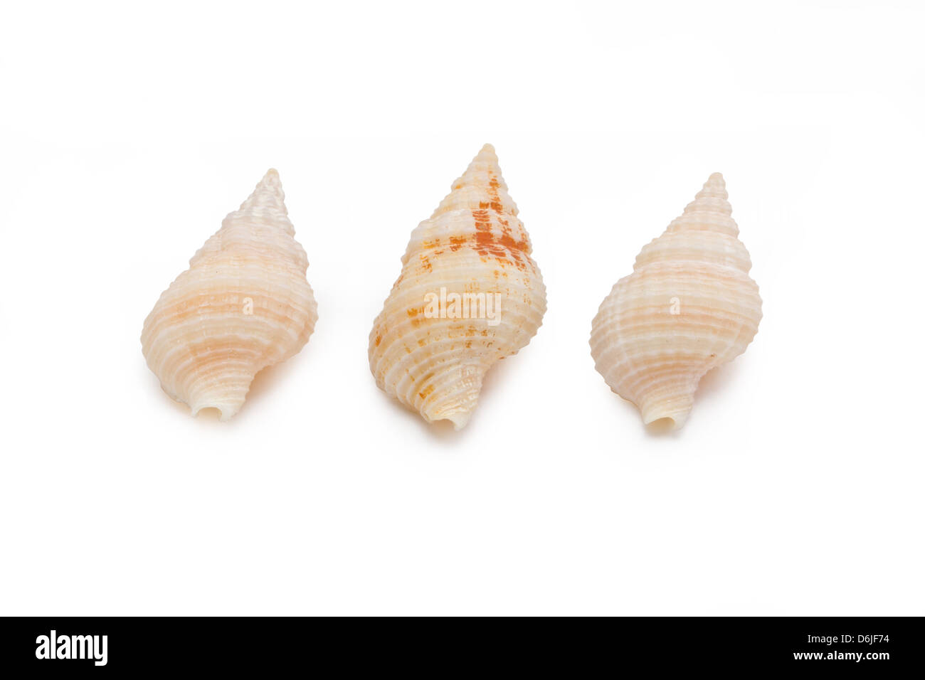Sea shells isolated on white background Stock Photo - Alamy