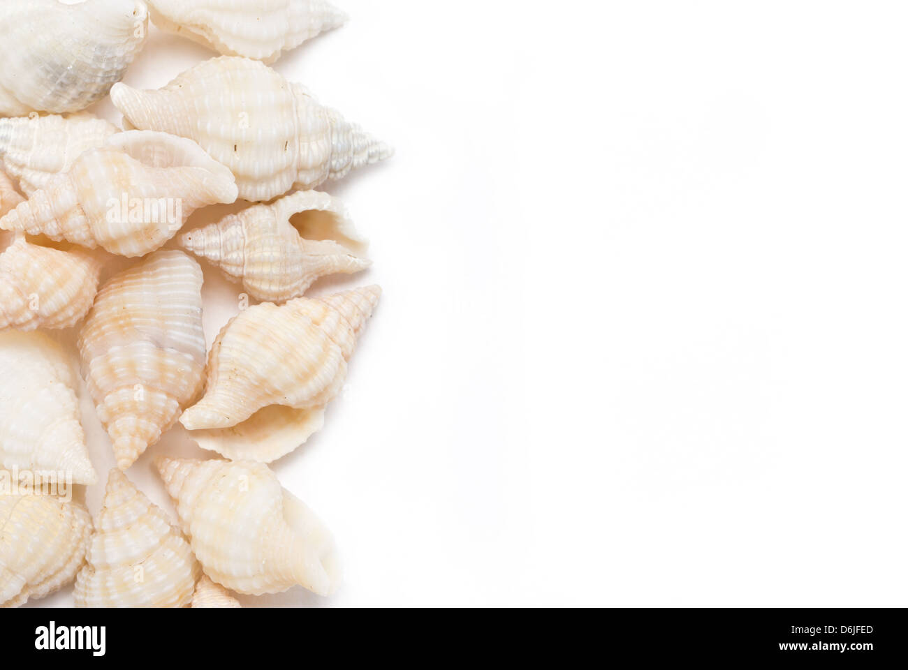 Sea shells border isolated on white background with text space Stock ...