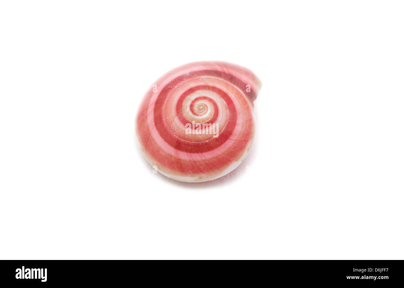 Underwater shells set sea Cut Out Stock Images & Pictures - Alamy