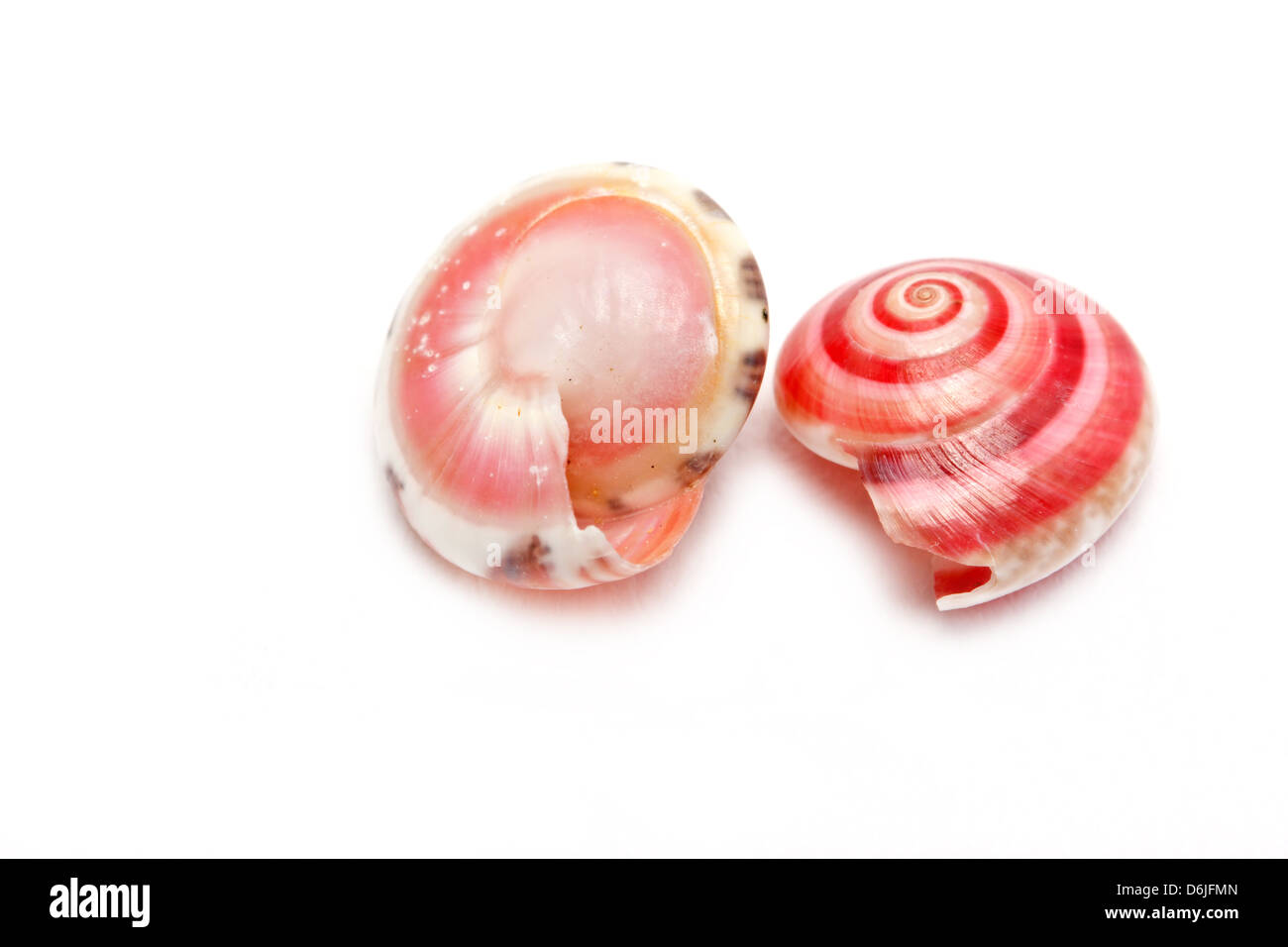 Sea shells isolated on white background Stock Photo - Alamy