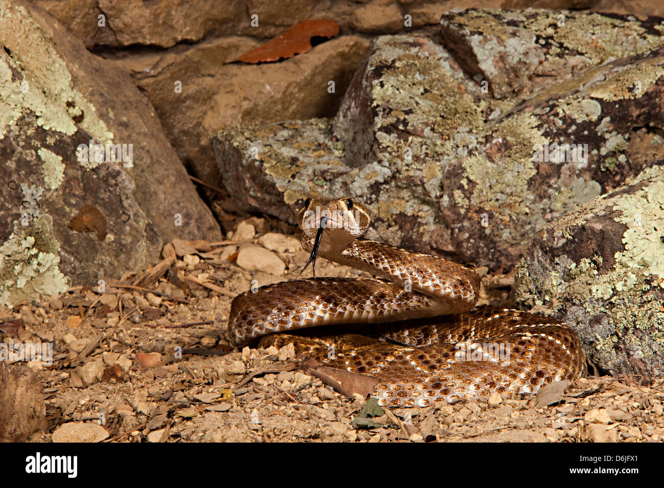 Western Diamondback Snake Crotalus atrox Stock Photo - Alamy