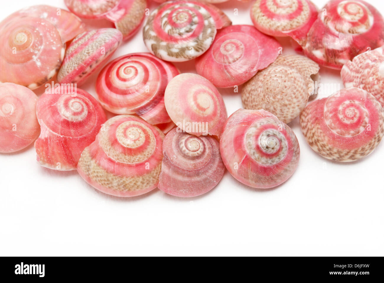 Sea shells isolated on white background Stock Photo - Alamy