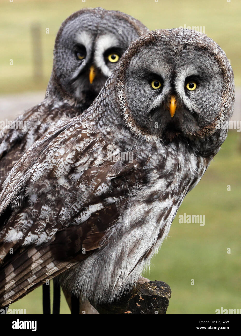 150 different species hi-res stock photography and images - Alamy