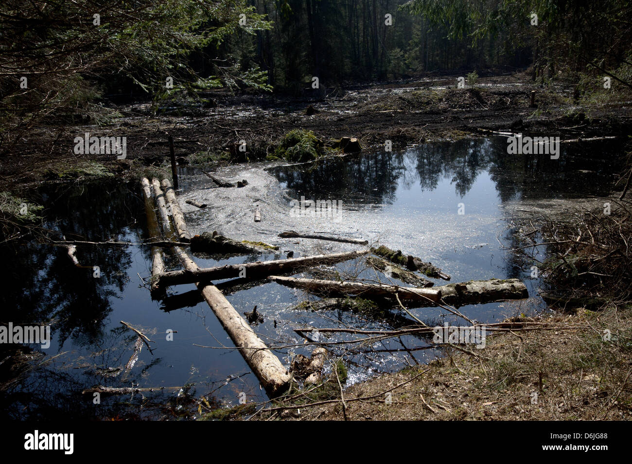 Sunlight shines on a mire landscape in the Pfrunger-Burgweiler Ried ...