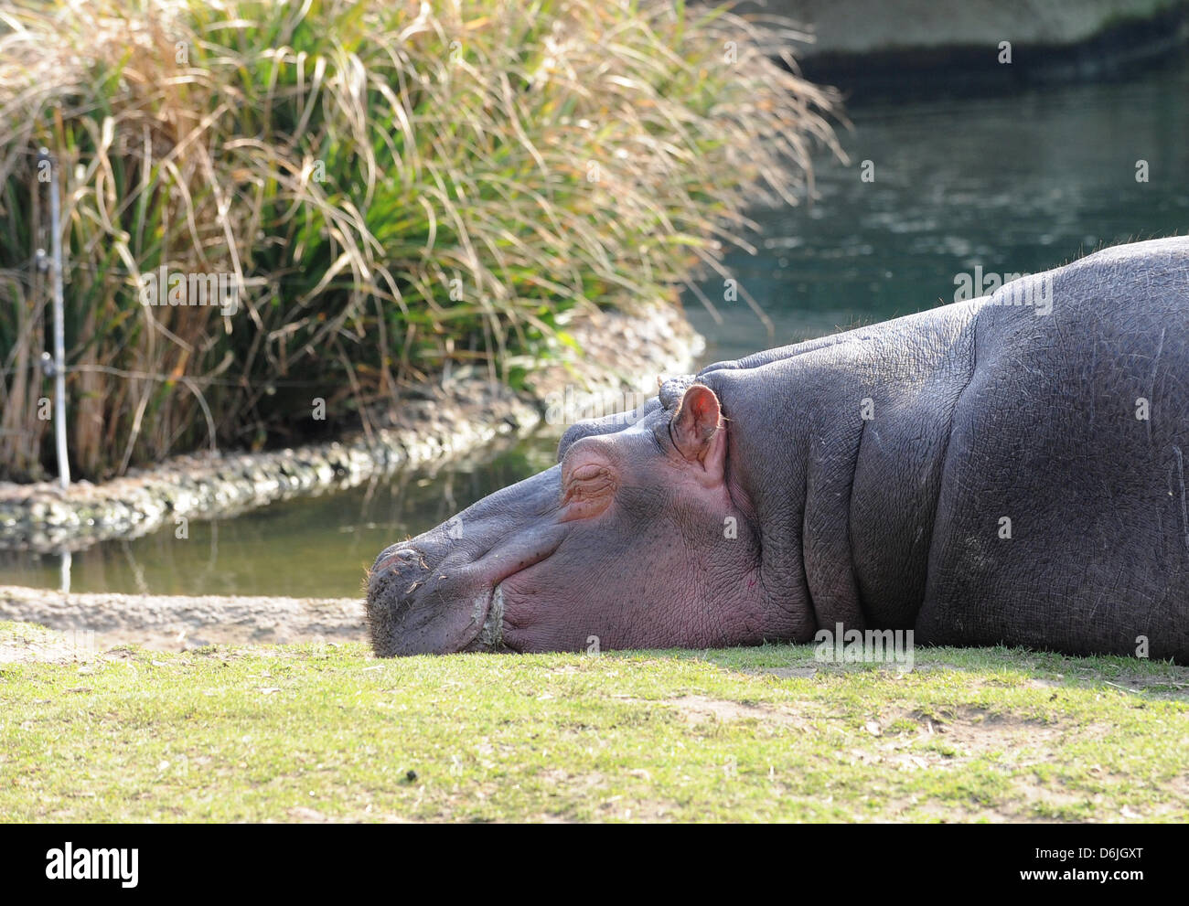 A hippo sleeps in the sun in its enclosure at the Berlin Zoo in Berlin ...