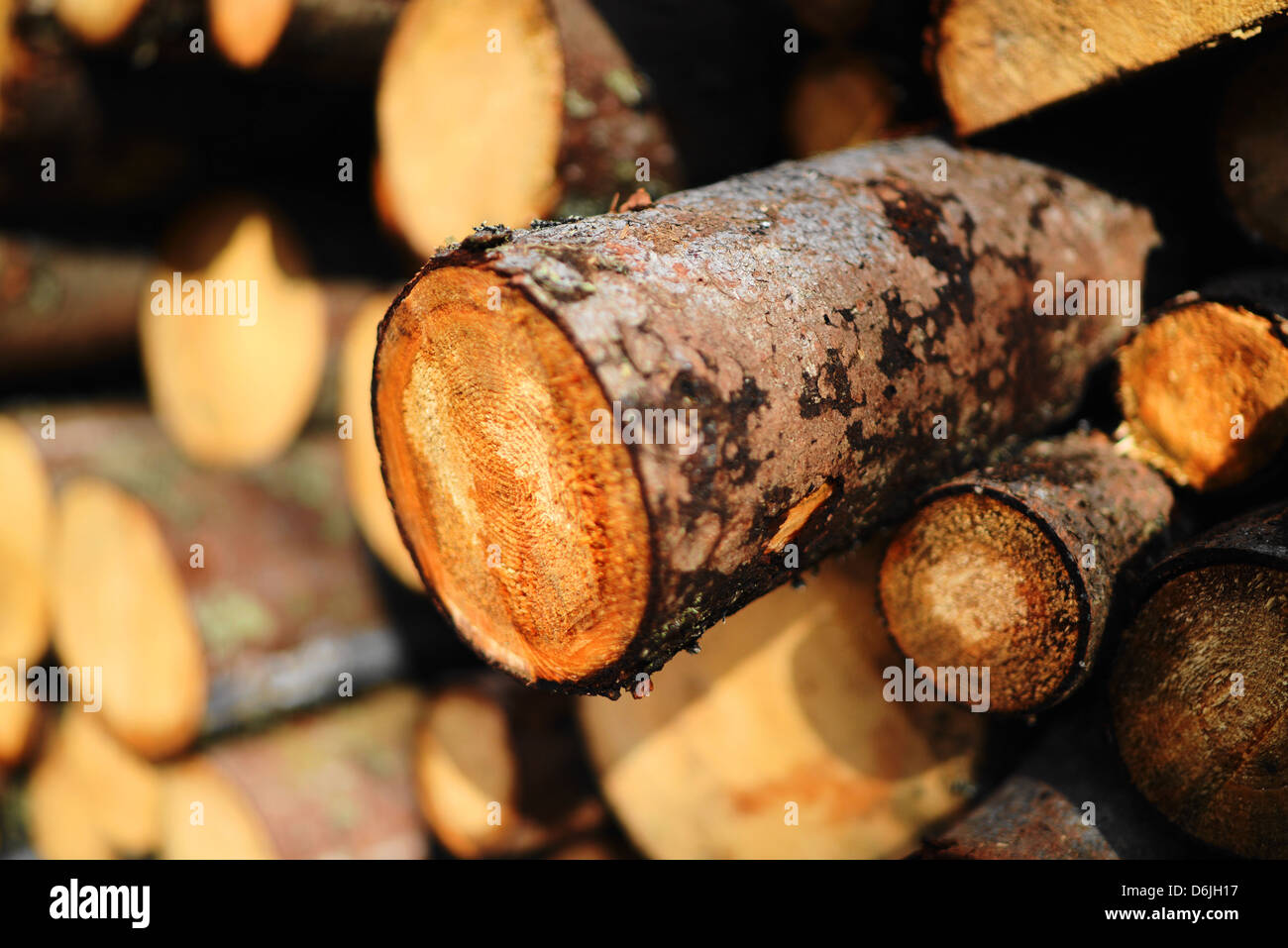 Freshly saw wood Stock Photo - Alamy