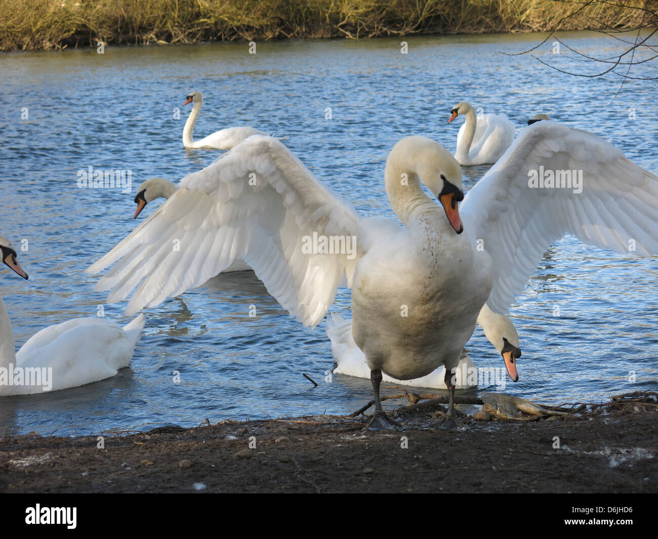 Swans By The River Thames, Reading, Berkshire Stock Photo - Alamy
