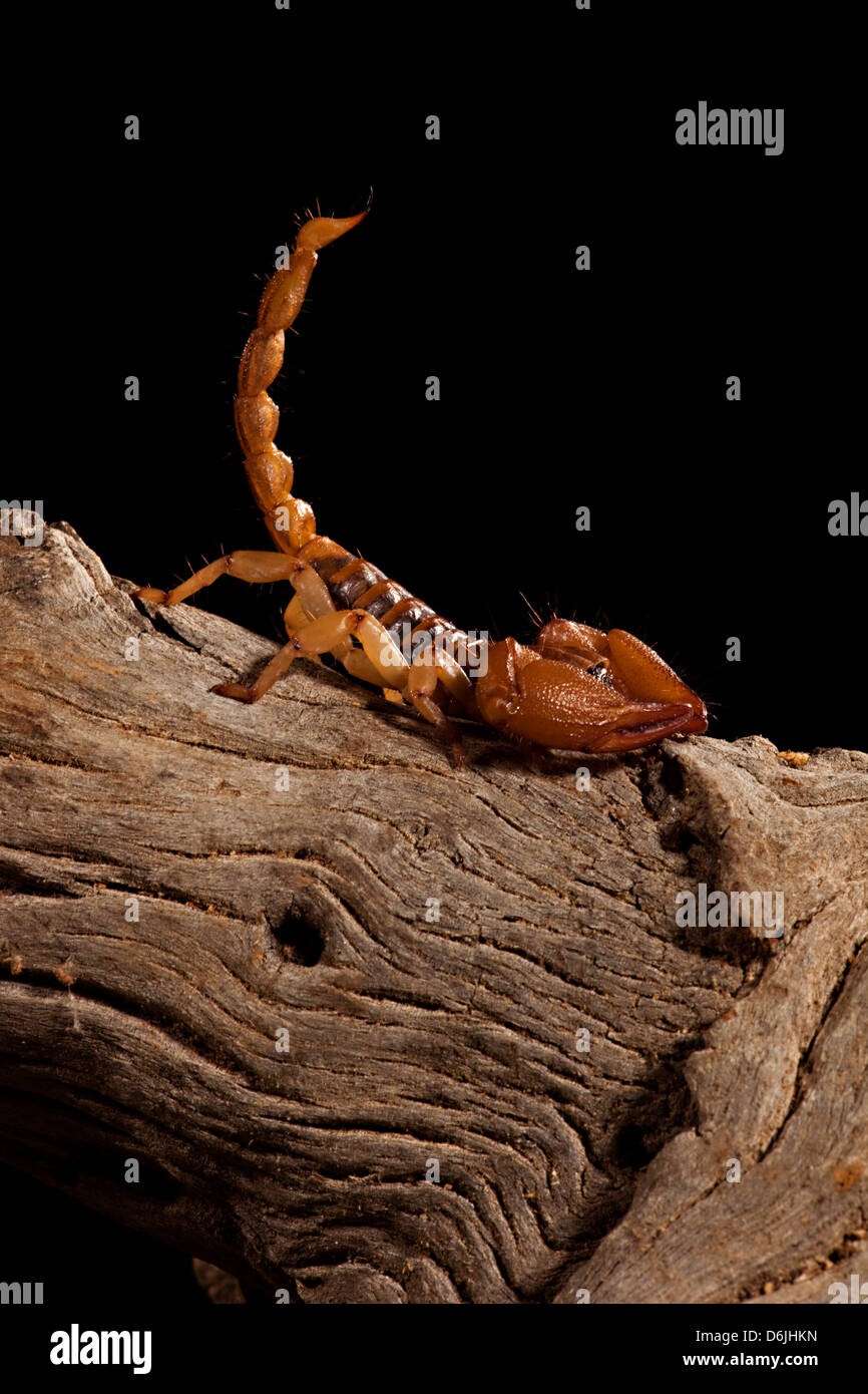 South african scorpion hi-res stock photography and images - Alamy