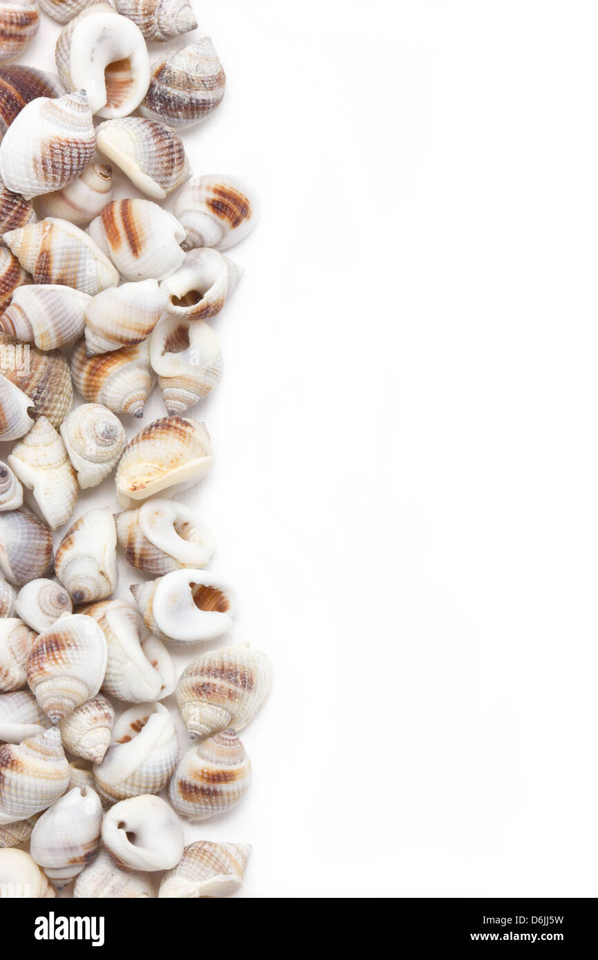 Sea shells border isolated on white background with text space Stock ...