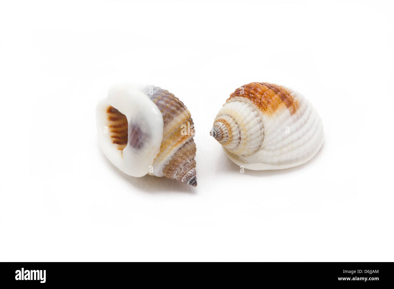 Sea shells isolated on white background Stock Photo - Alamy