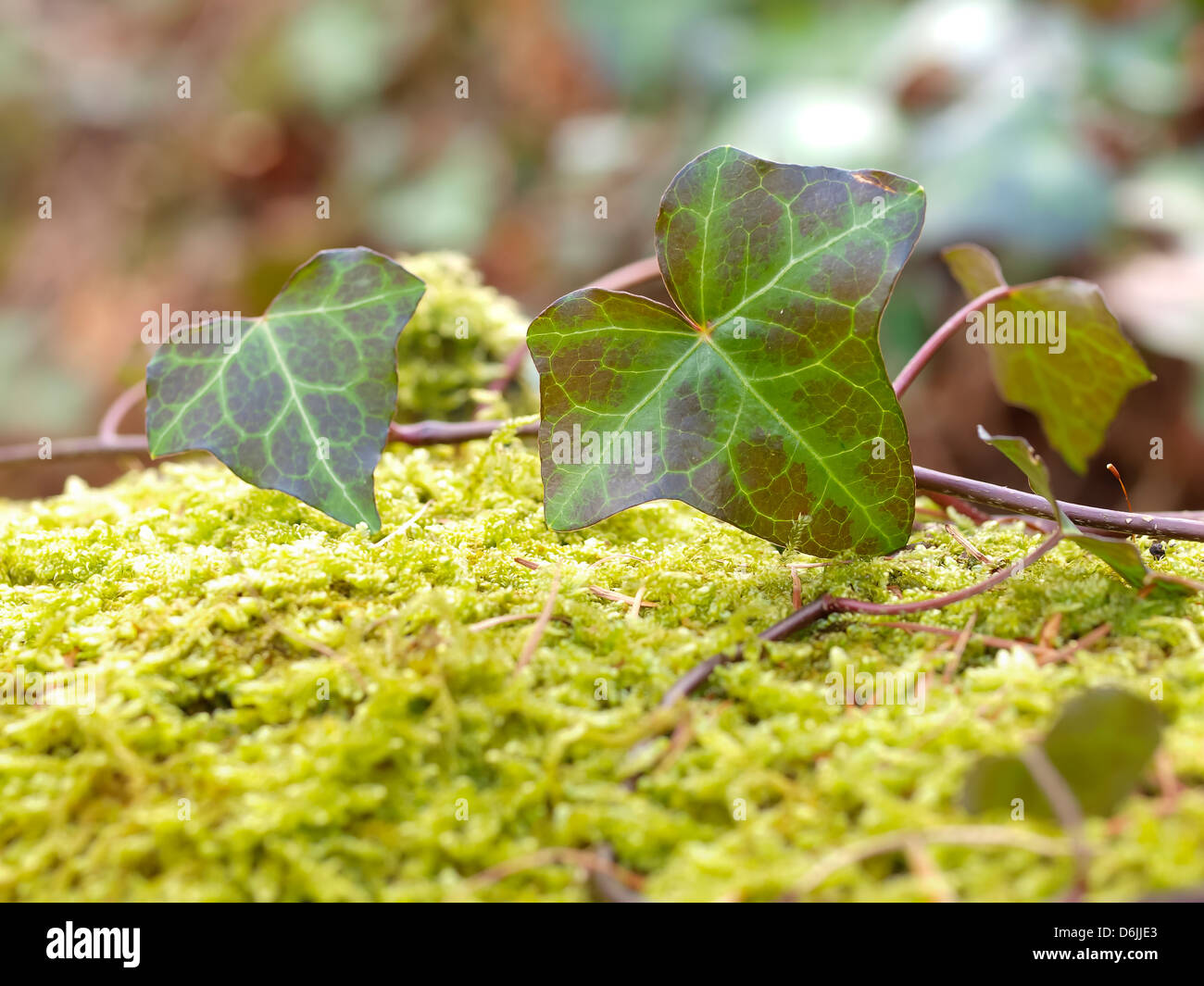 Surrounding leaf hi-res stock photography and images - Alamy