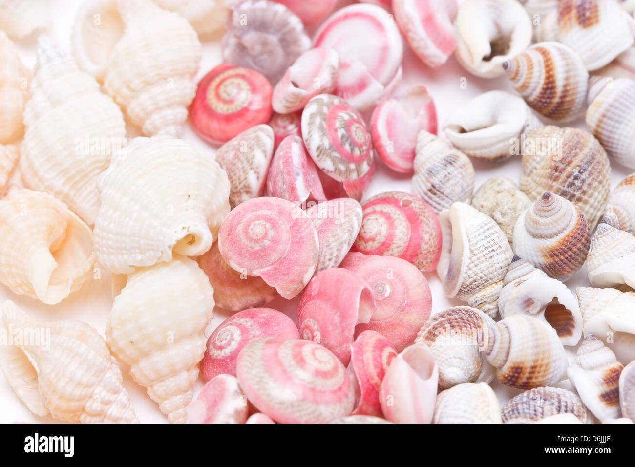 Mix three kind of sea shells Stock Photo - Alamy