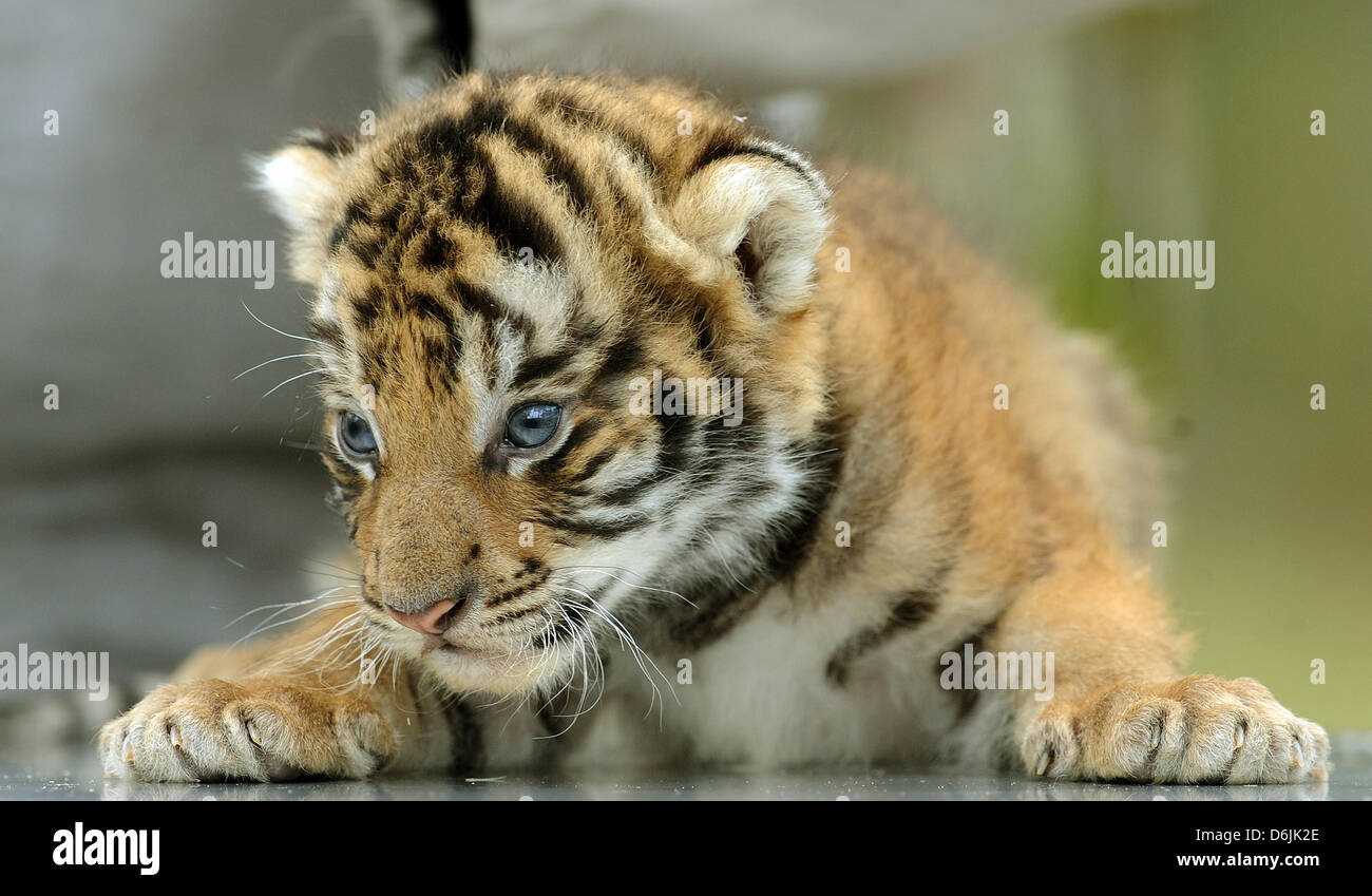 Tiger check hi-res stock photography and images - Alamy