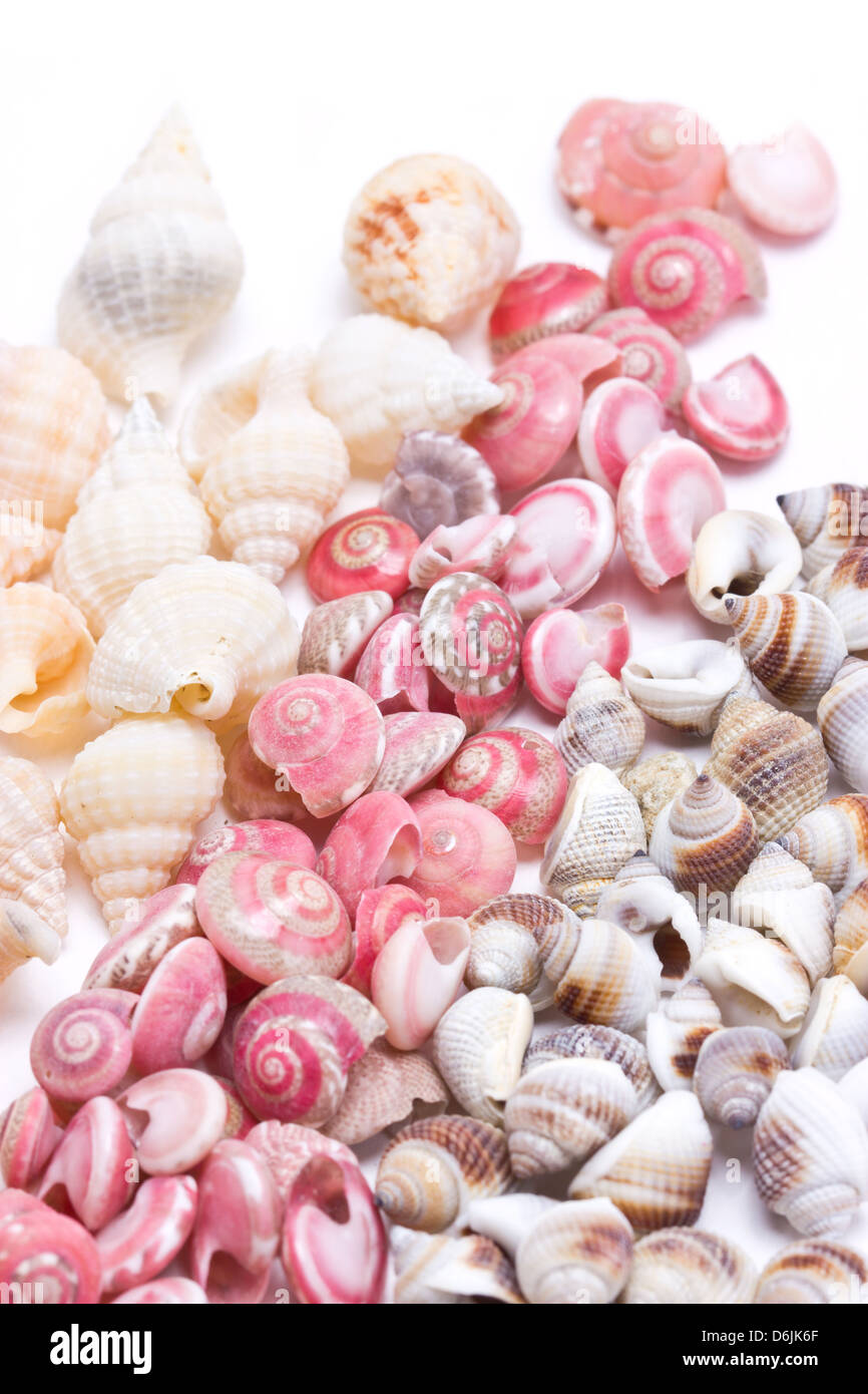 Mix three kind of sea shells Stock Photo - Alamy