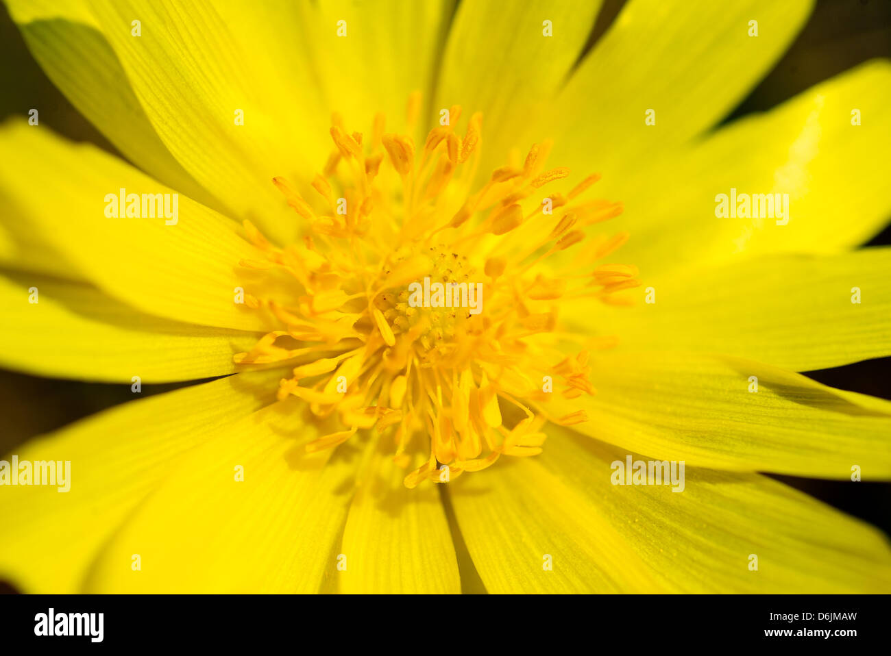 Adonis flowers bloom on a meadow at the Oderbruch region in Germany, 22 ...