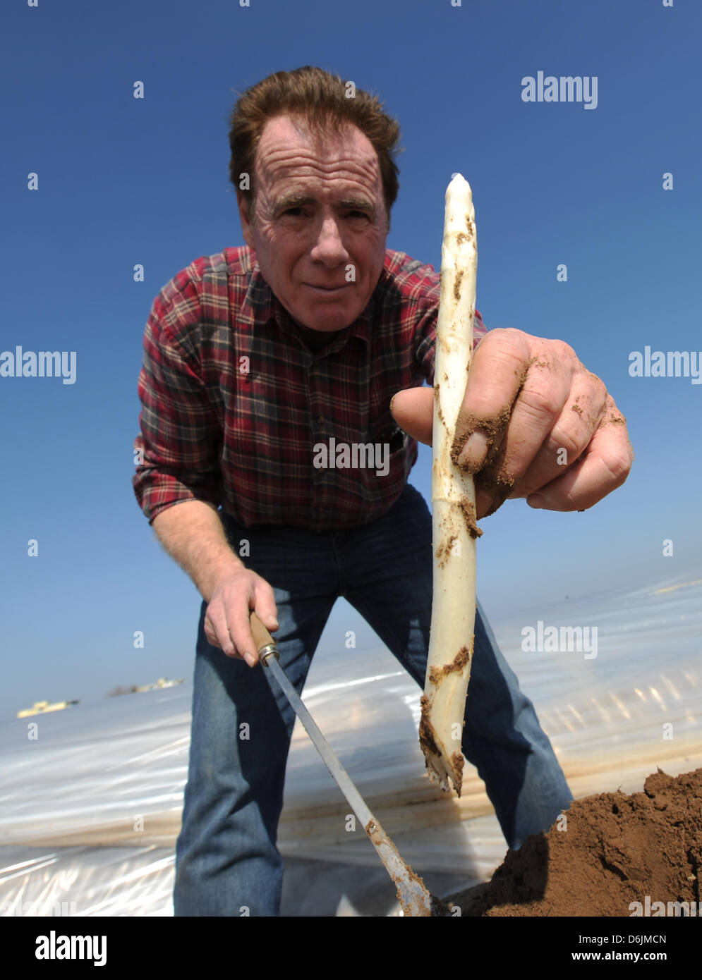 Farmer Peter Lipp presents the first asparagus of the year on his field ...