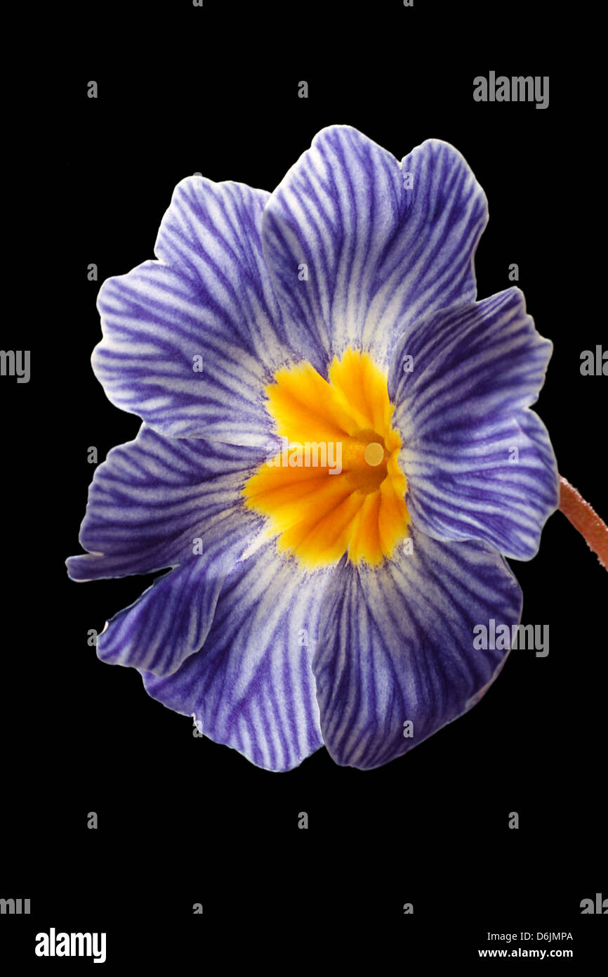 zebra blue primula, spring bedding plant Stock Photo - Alamy