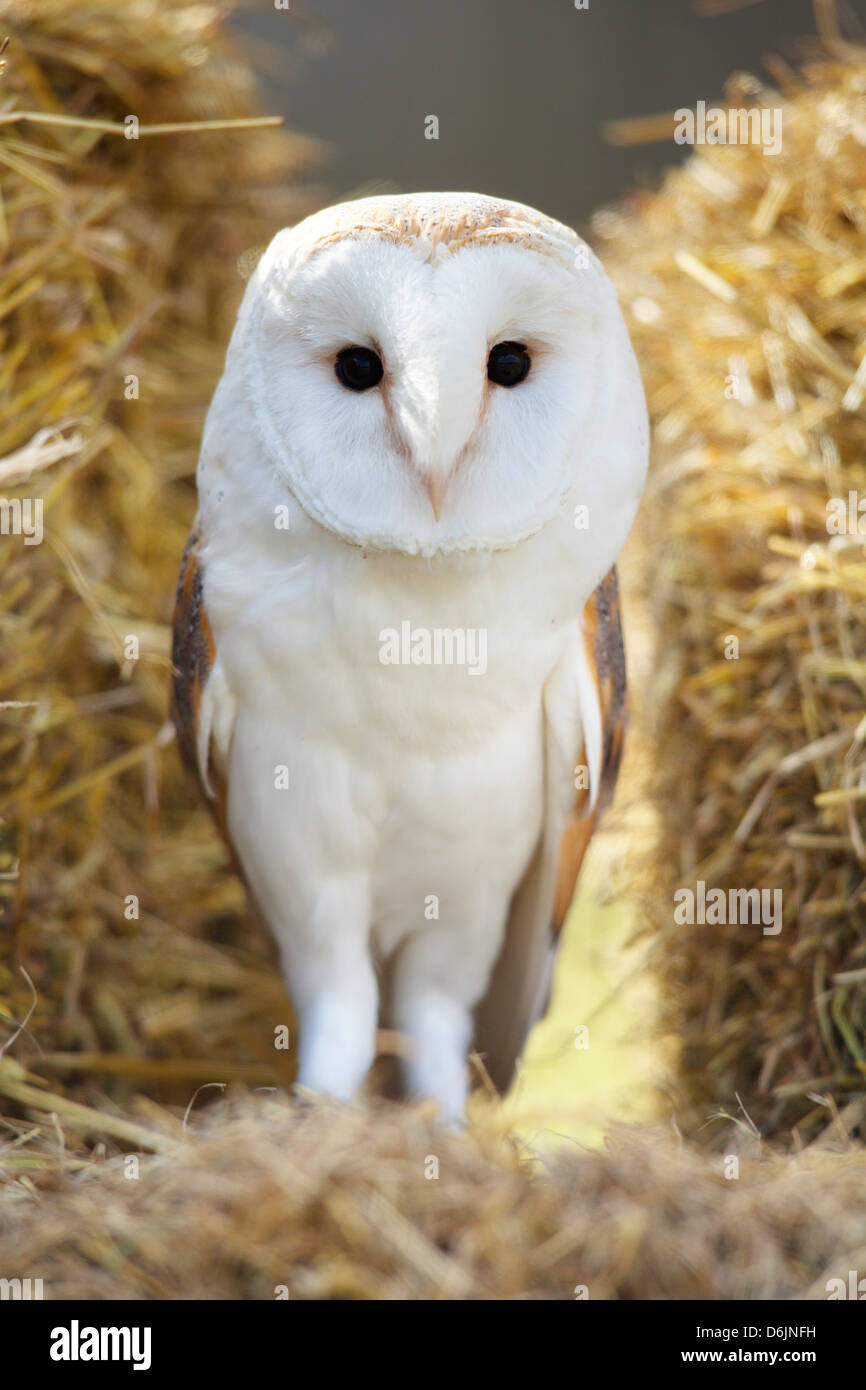Barn Owl Tyto Alba stood on a bale of hay (c Stock Photo - Alamy