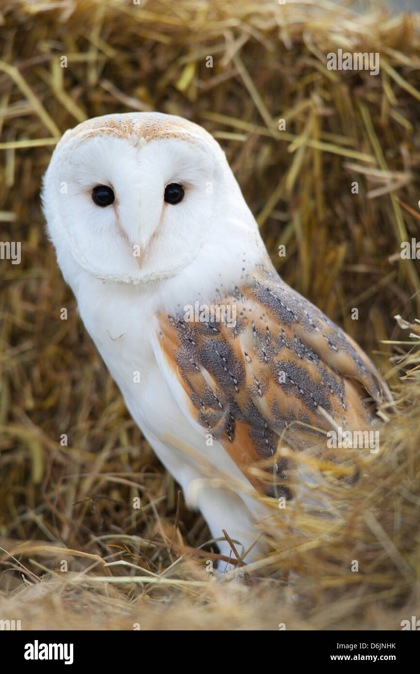 Barn Owl Tyto Alba stood on a bale of hay (c Stock Photo - Alamy