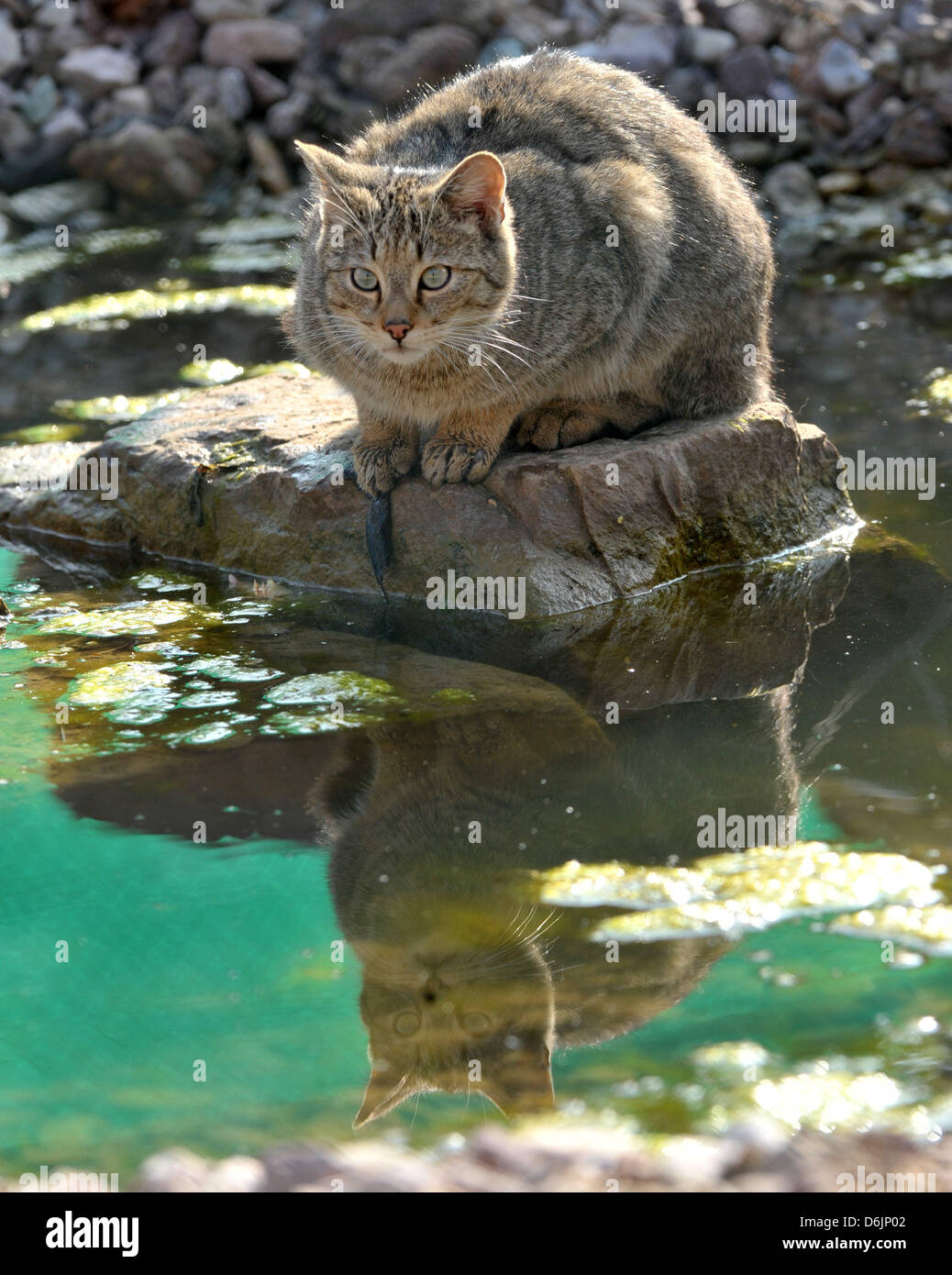 A wildcat sits in the viewing enclosure at the wildcat village in ...