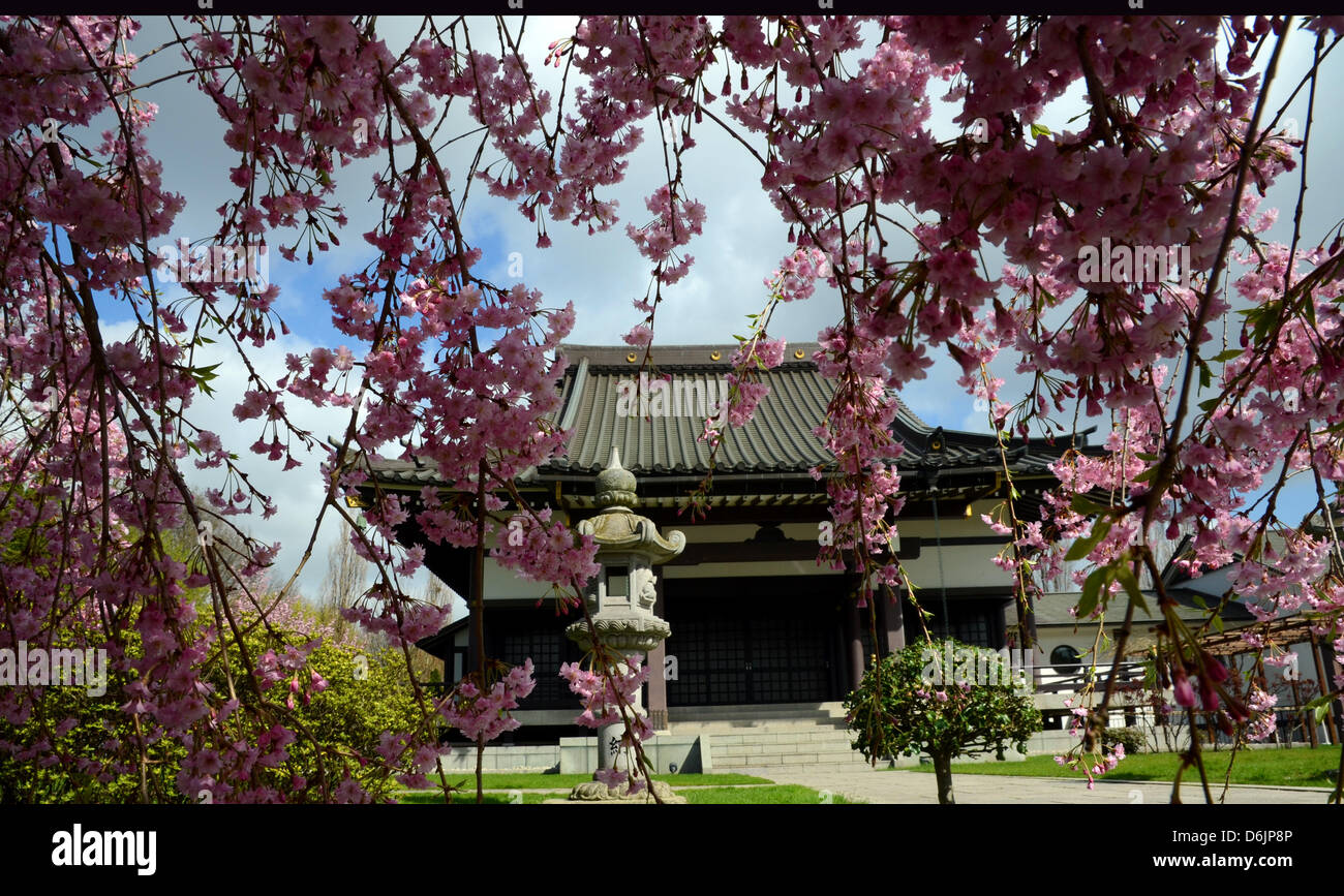 Japanese cherry trees bloom on a sunny day in the garden of the EKO ...